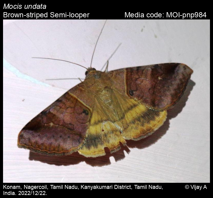 Mocis undata | Moths